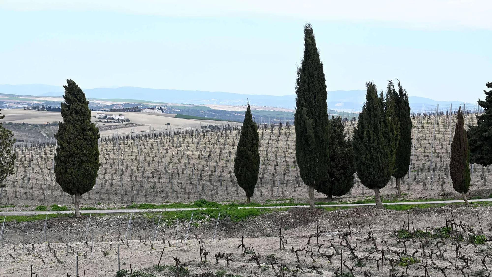 In Collaboration with Bodegas Grupo Estévez | The Macallan®