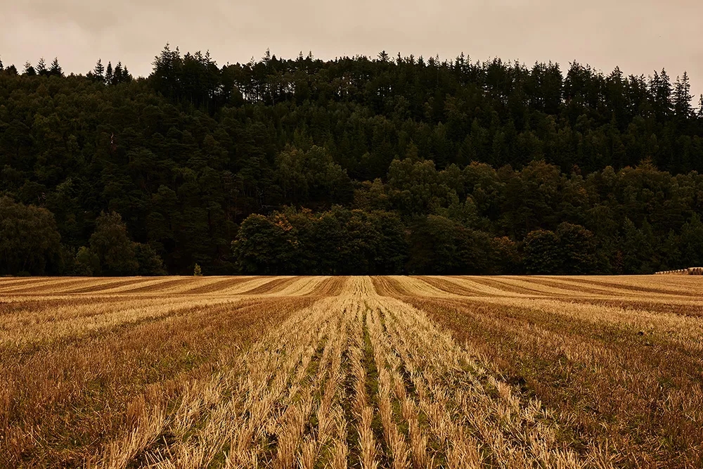 The Macallan Whisky Glossary: Malted Barley - The Macallan®