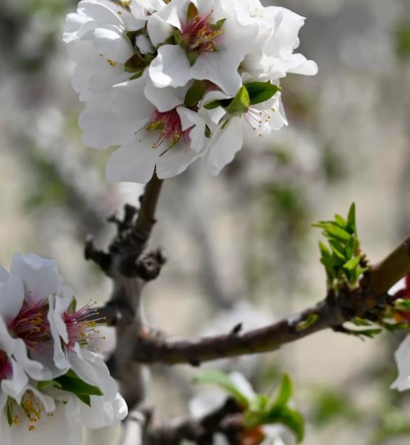 臻彩系列 12 年 | 麥卡倫®